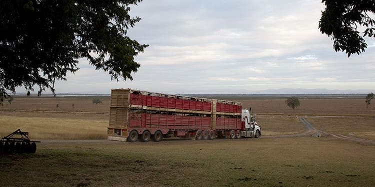 Shaws Livestock Super-Liner Review